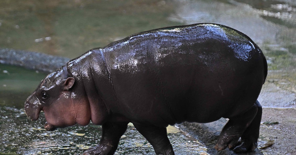 Moo Deng, el adorable hipopótamo pigmeo que se volvió viral en un zoo ...