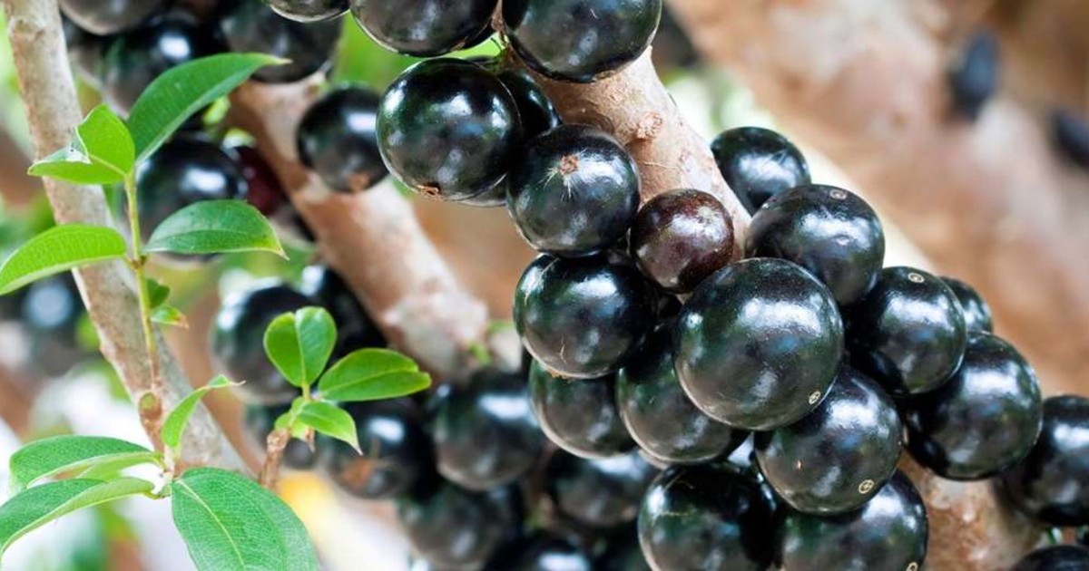 Guapurú y motoyoé, frutos agridulces cargados de nostalgia