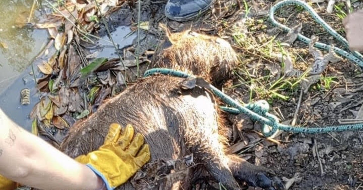 Rescatan capiguara herida en Guarayos